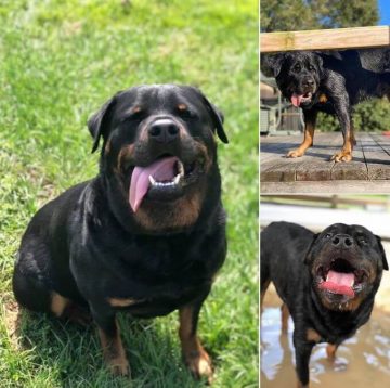 15 Adorable Pictures Of Rottweilers With Their Tongues Out ...