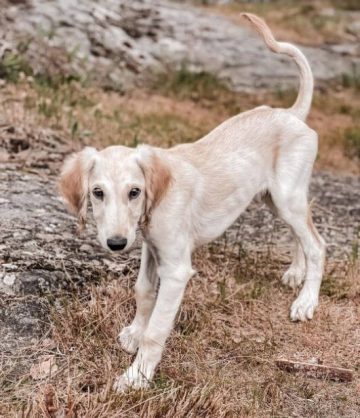 15 Photos Of Saluki Puppies That Make Everyone's Heart Melt ...