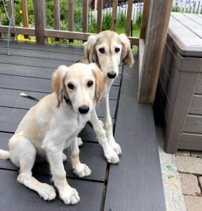 15 Photos Of Saluki Puppies That Make Everyone's Heart Melt ...