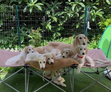 15 Photos Of Saluki Puppies That Make Everyone's Heart Melt - ilovedogscute.com