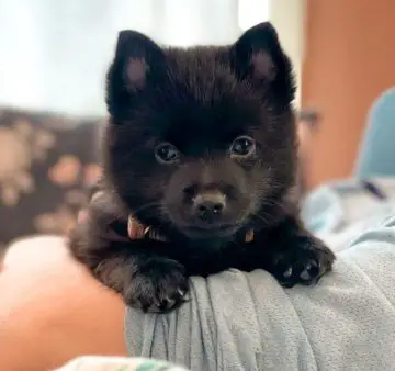 15 Photos Of Schipperke Puppies That Make Everyone's Heart Melt ...