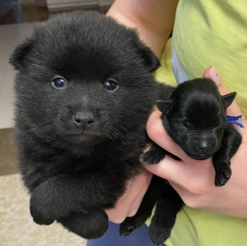 15 Photos Of Schipperke Puppies That Make Everyone's Heart Melt ...