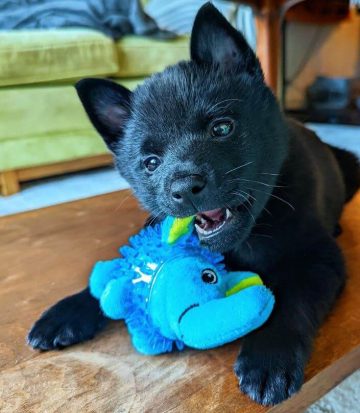 15 Photos Of Schipperke Puppies That Make Everyone's Heart Melt ...