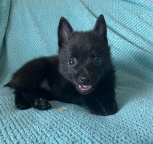 15 Photos Of Schipperke Puppies That Make Everyone's Heart Melt ...