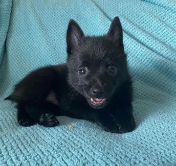 15 Photos Of Schipperke Puppies That Make Everyone's Heart Melt ...