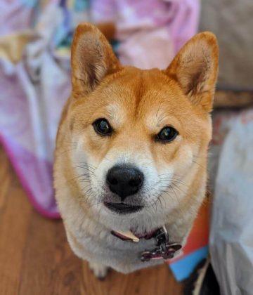 15 Adorable Pictures Of Shiba Inus With Puppy Eyes - ilovedogscute.com