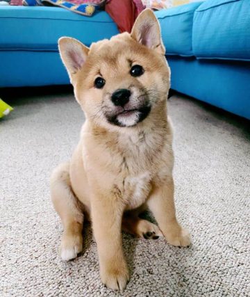 15 Adorable Pictures Of Shiba Inus With Puppy Eyes - ilovedogscute.com