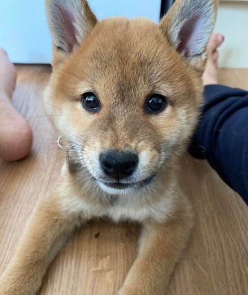 15 Adorable Pictures Of Shiba Inus With Puppy Eyes - ilovedogscute.com