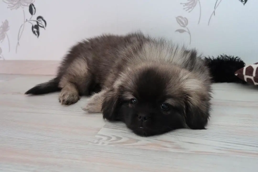 15 Photos Of Tibetan Spaniel Puppies That Make Everyone Fall In Love ...