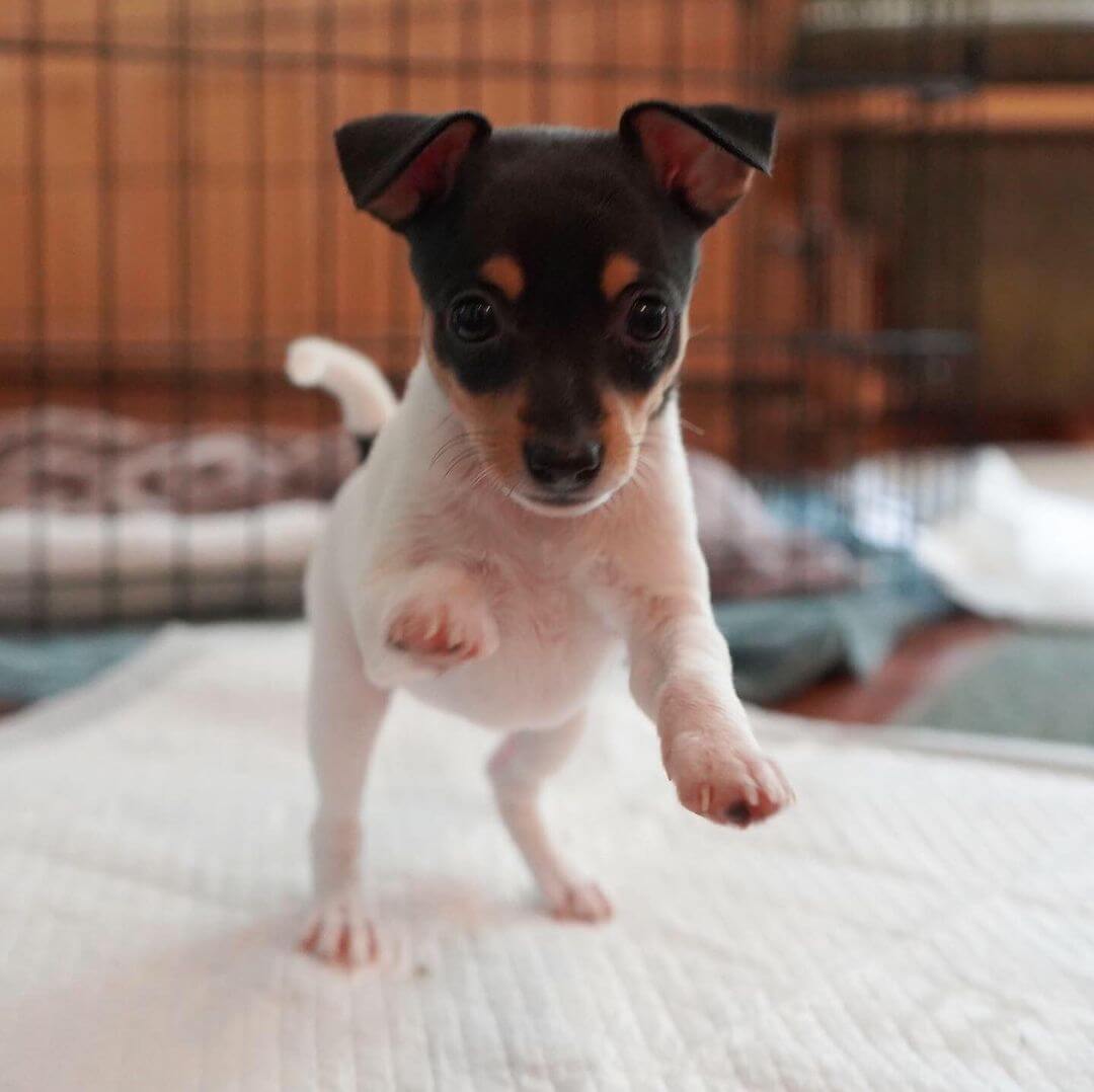 15 Photos Of Toy Fox Terrier Puppies With Pure Beauty - ilovedogscute.com