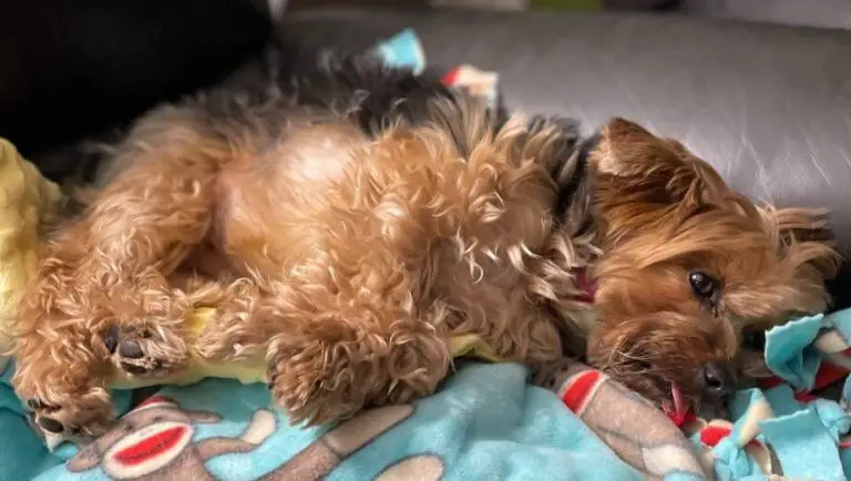 15 Adorable Pictures Of Yorkies With Their Tongues Out - ilovedogscute.com