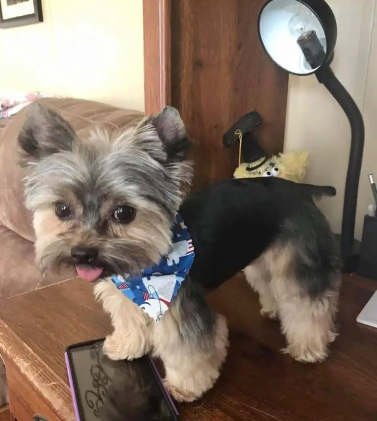 15 Adorable Pictures Of Yorkies With Their Tongues Out - ilovedogscute.com