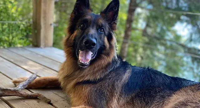 10 Amazing Benefits of Owning a Dog - ilovedogscute.com