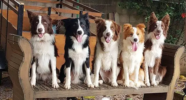 10 Fun Facts About Border Collies - ilovedogscute.com
