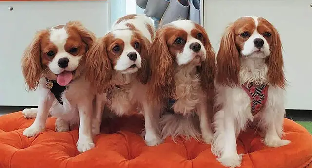 10 Fun Facts About Cavalier King Charles Spaniels - ilovedogscute.com