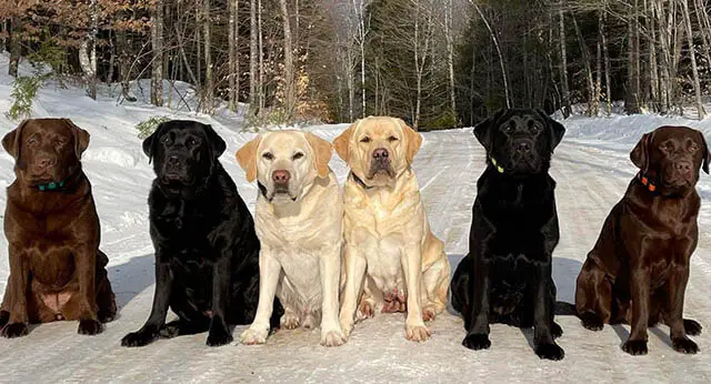 10 Fun Facts About Labrador Retrievers - ilovedogscute.com