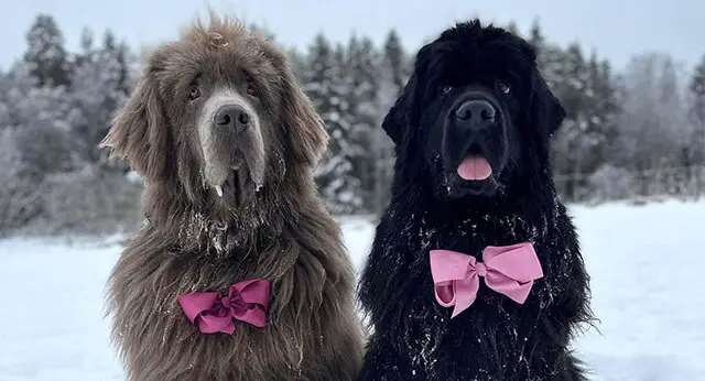 10 Fun Facts About Newfoundlands - ilovedogscute.com