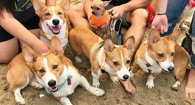 10 Fun Facts About Pembroke Welsh Corgis - ilovedogscute.com