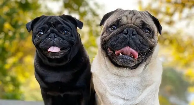10 Fun Facts About Pugs - ilovedogscute.com