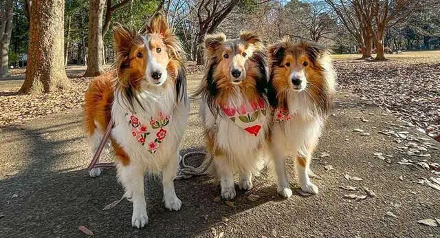 10 Fun Facts About Shetland Sheepdogs - ilovedogscute.com