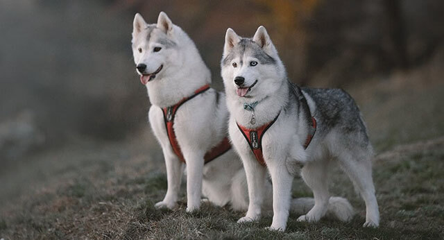 10 Fun Facts About Siberian Huskies - ilovedogscute.com