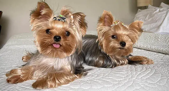 10 Fun Facts About Yorkshire Terriers - ilovedogscute.com