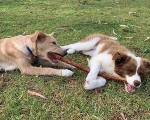 10 Fun Outdoor Activities to Enjoy with Your Dog - ilovedogscute.com