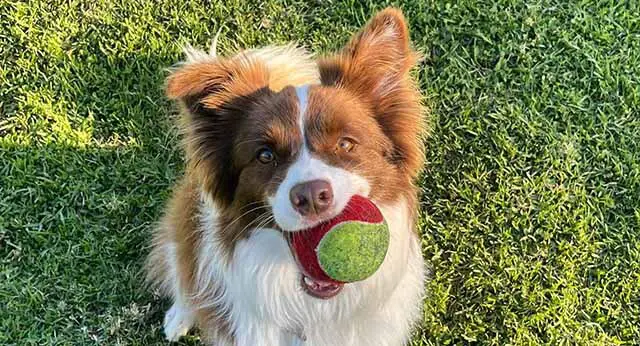 10 Fun Outdoor Activities to Enjoy with Your Dog - ilovedogscute.com