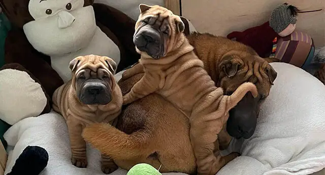 15 Adorable Photos Of Chinese Shar-Pei Puppies With Sweet Beauty ...