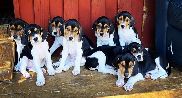 15 Adorable Photos Of Treeing Walker Coonhound Puppies With Sweet ...