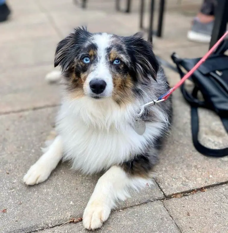 15 Common Health Problems in Dogs and How to Prevent Them ...