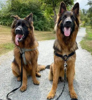15 Dog Breeds That Are Extra Clingy With Their Owners - ilovedogscute.com