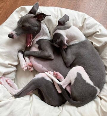 15 Dog Breeds That Are Extra Clingy With Their Owners - ilovedogscute.com