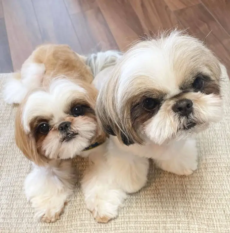 15 Dog Breeds That Are Extra Clingy With Their Owners - ilovedogscute.com