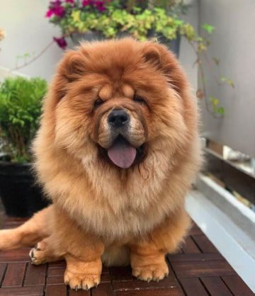 15 Dog Breeds That Think Independently And Rarely Show Affection ...