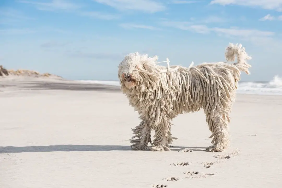 15 Dog Breeds That Think Independently And Rarely Show Affection ...