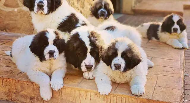 15 Photos Of Pyrenean Mastiff Puppies That Make Everyone Fall In Love ...