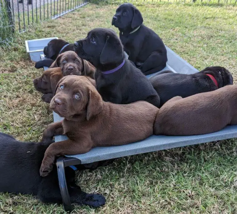 A Beginner's Guide to Raising a Puppy - ilovedogscute.com