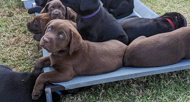 A Beginner's Guide to Raising a Puppy - ilovedogscute.com