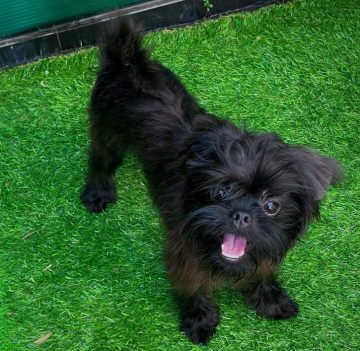 15 Photos Of Affenpinscher Puppies That Make Everyone S Heart Melt