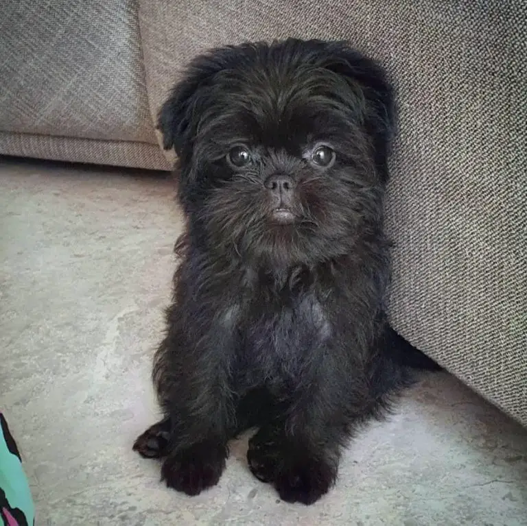 15 Photos Of Affenpinscher Puppies That Make Everyone's Heart Melt ...