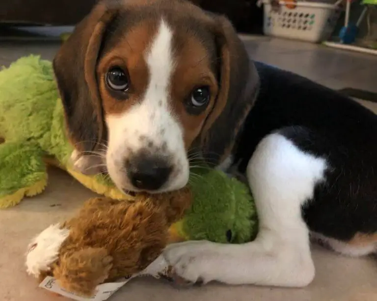15 Adorable Pictures Of Beagles With Puppy Eyes - ilovedogscute.com