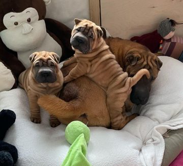 15 Adorable Photos Of Chinese Shar-Pei Puppies With Sweet Beauty ...