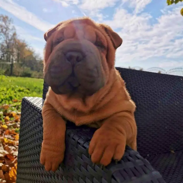 15 Adorable Photos Of Chinese Shar-Pei Puppies With Sweet Beauty ...