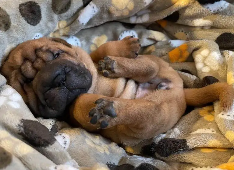 15 Adorable Photos Of Chinese Shar-Pei Puppies With Sweet Beauty ...
