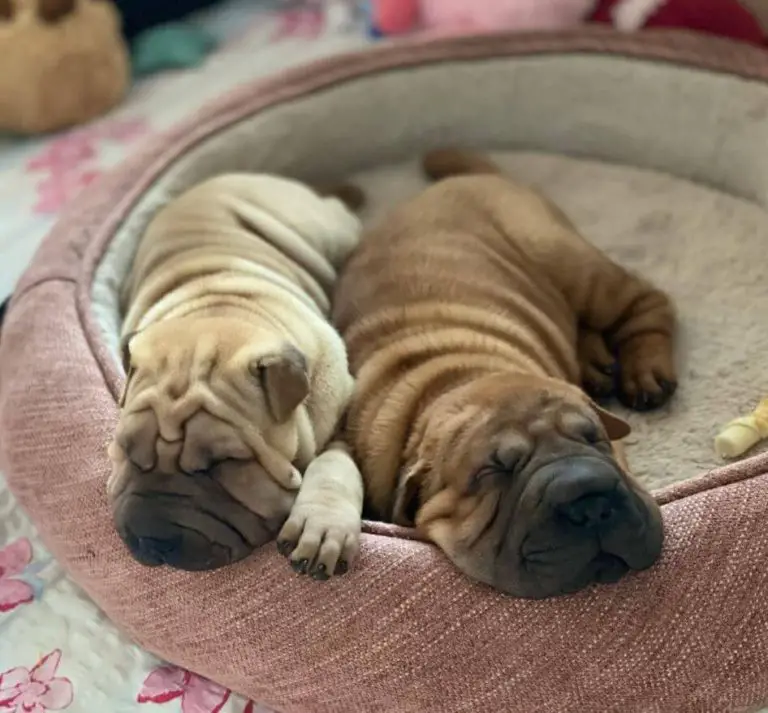 15 Adorable Photos Of Chinese Shar-Pei Puppies With Sweet Beauty ...