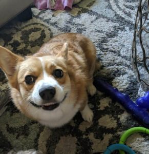 15 Adorable Pictures Of Corgis With Happy Smiles - ilovedogscute.com