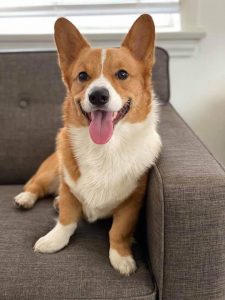 15 Adorable Pictures Of Corgis With Happy Smiles - ilovedogscute.com