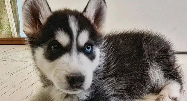 Dealing with Canine Hyperactivity: Tips and Techniques - ilovedogscute.com