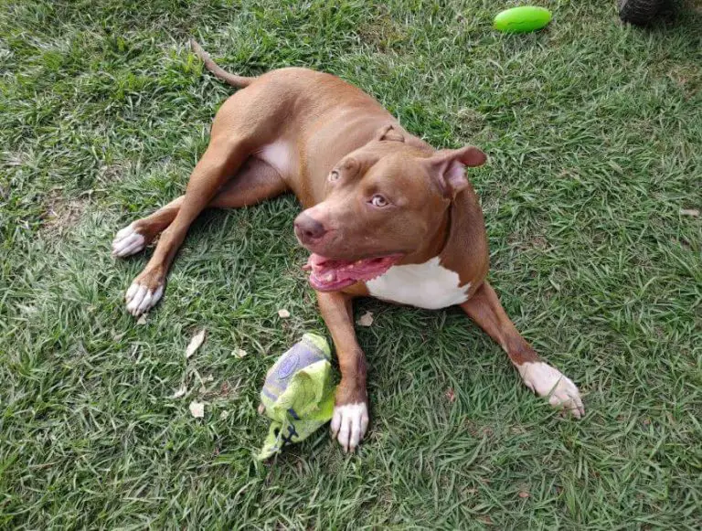 Destructive Chewing in Dogs: Understanding the Reasons and Finding ...